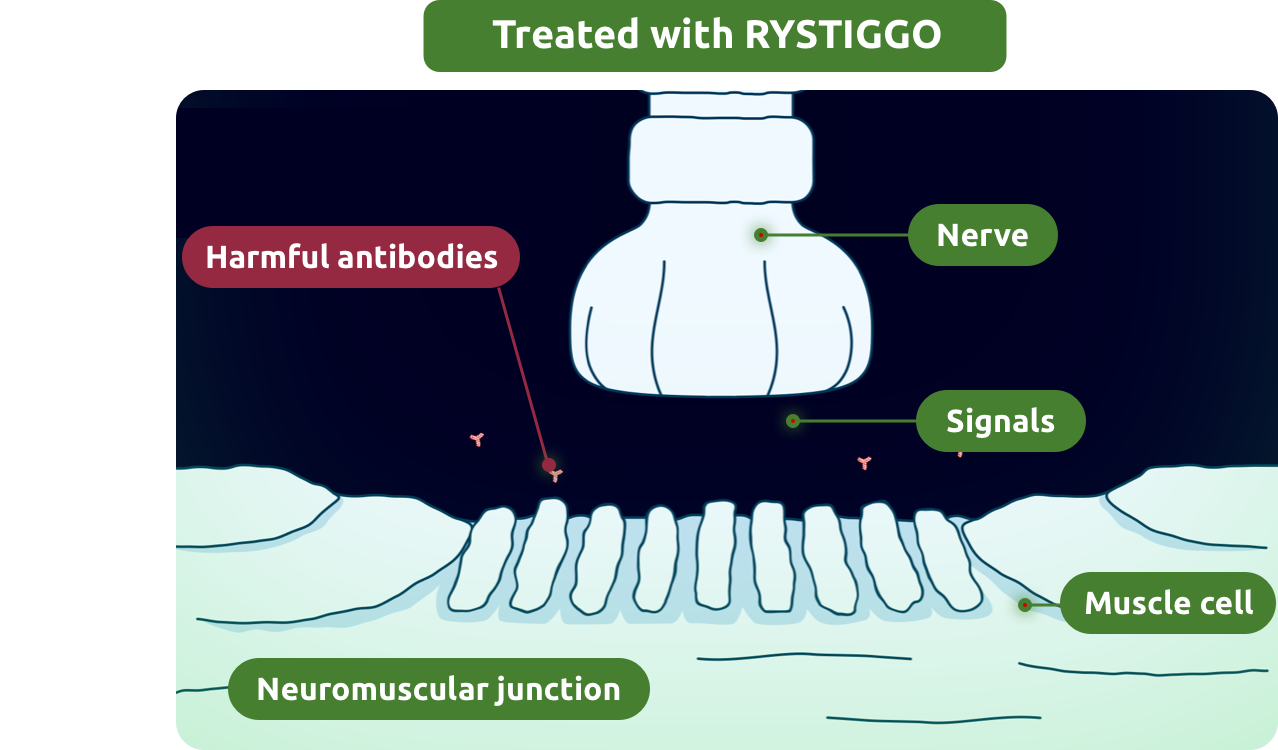 How RYSTIGGO® Targeted Treatment Works
